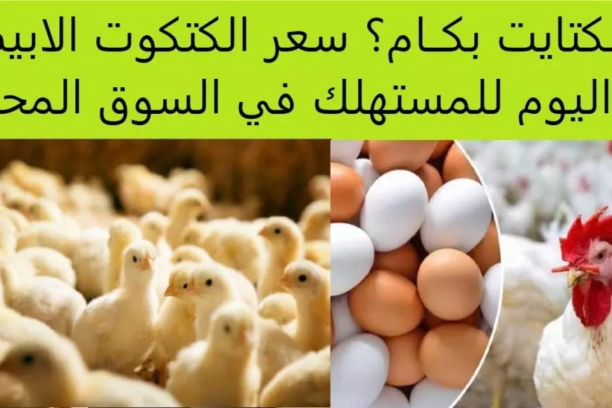 سعر الكتكوت الأبيض اليوم عمر يوم بجميع الشركات في مصر الثلاثاء 25 فبراير 2025 - NNI مصر