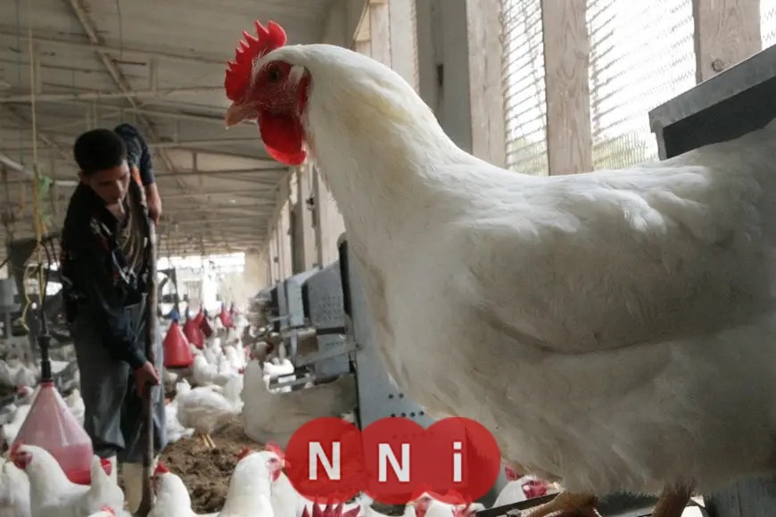 أسعار الدواجن البيضاء اليوم الإثنين 30 يونيو 2025 - NNI مصر